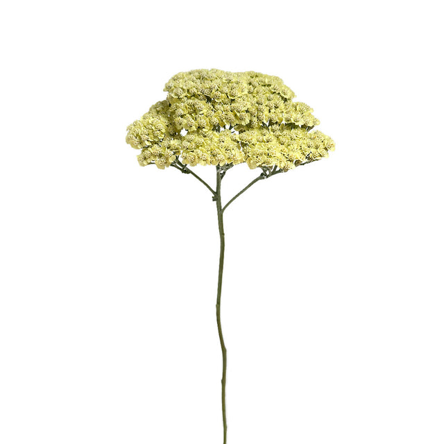 Yarrow Cottage Achillea | Sami Sacha Flowers