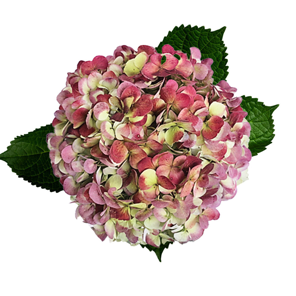Antique Red Hydrangea Jumbo | Sami Sacha Flowers