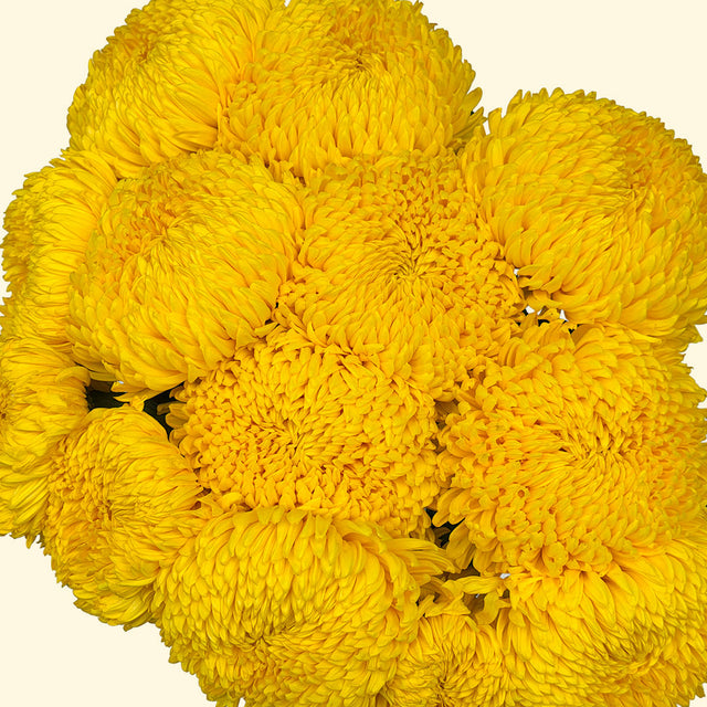 Cremon Astroid | Sami Sacha Flowers