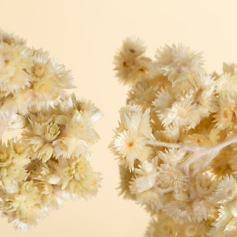 Andean Aster Bleach | Sami Sacha Flowers