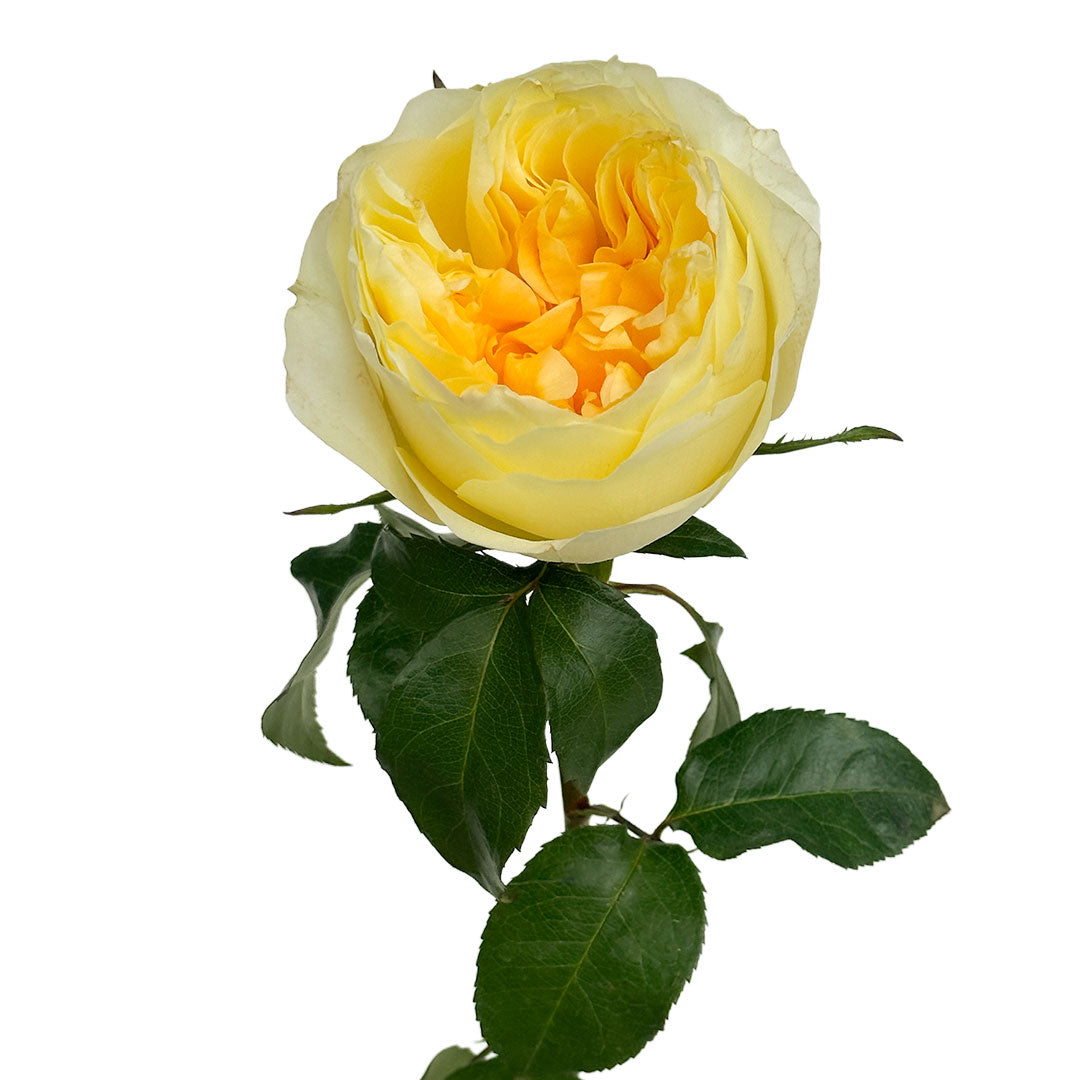 Antonia Garden Rose | Sami Sacha Flowers