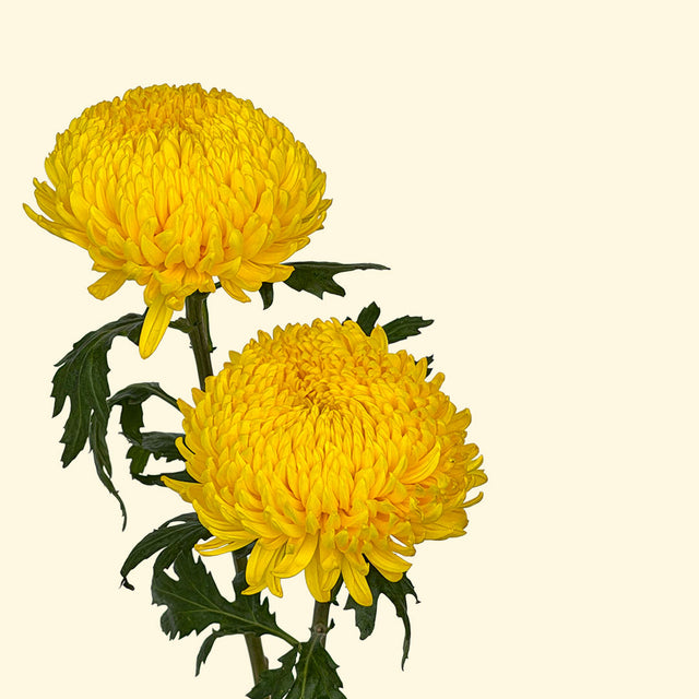 Cremon Astroid | Sami Sacha Flowers