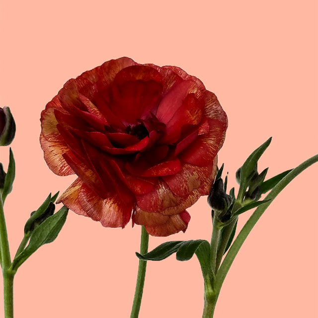 Ranunculus Butterfly Red Hades | Sami Sacha Flowers