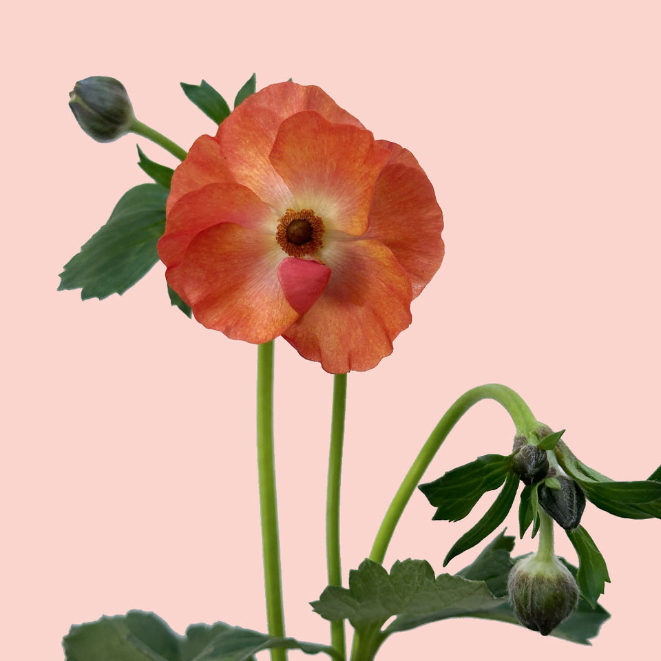Ranunculus Butterfly Magical Salmon | Sami Sacha Flowers