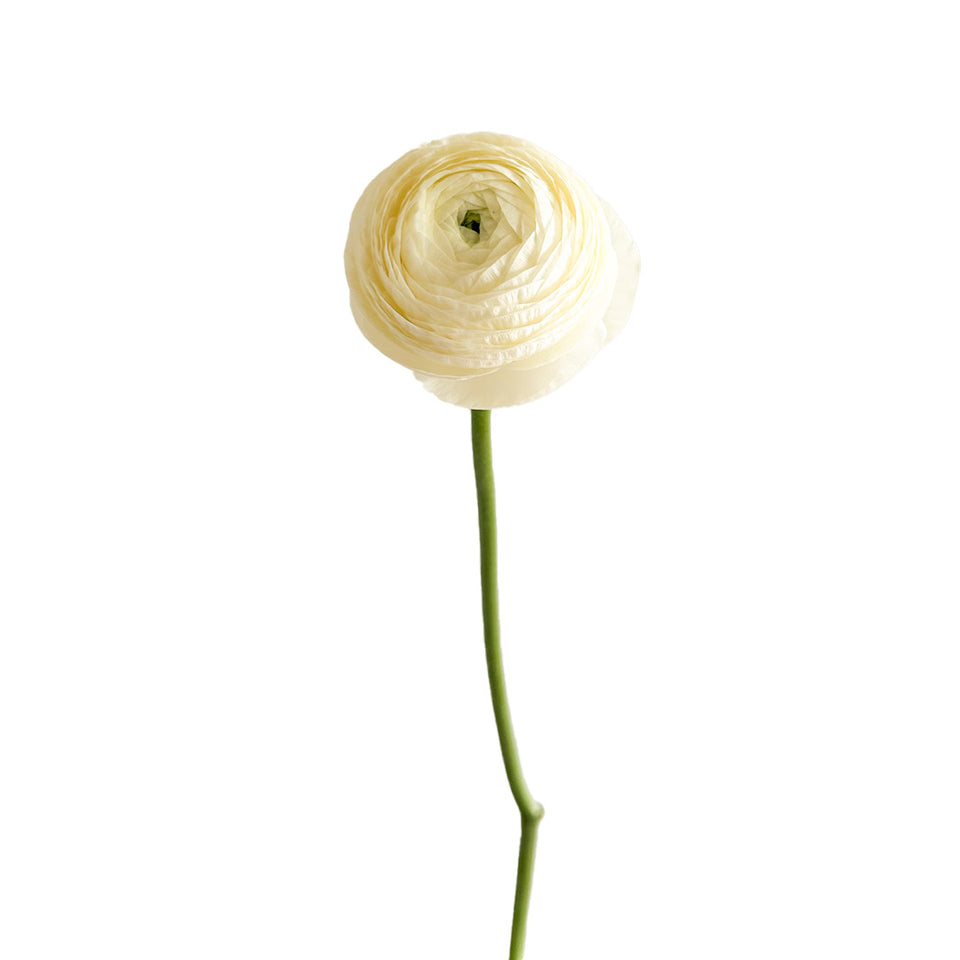 Cream Ranunculus | Sami Sacha Flowers