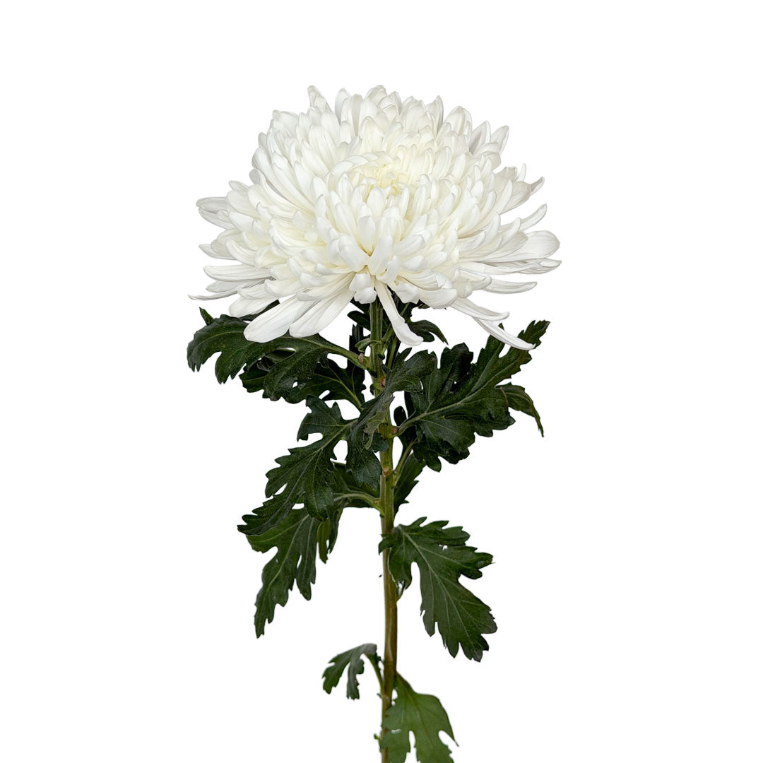 Gagarin Cremon | Sami Sacha Flowers