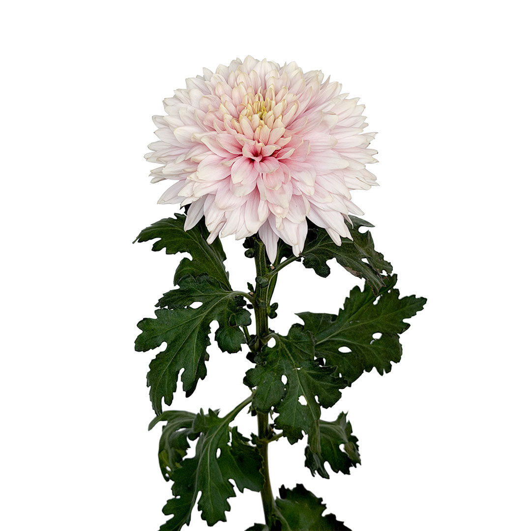 Cremon Romancero | Sami Sacha Flowers