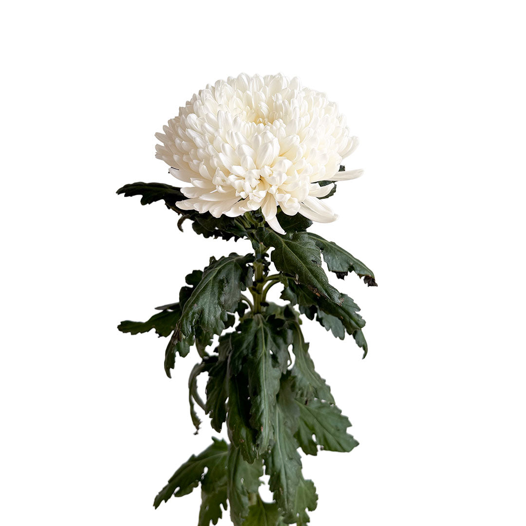 Cremon Salvador | Sami Sacha Flowers