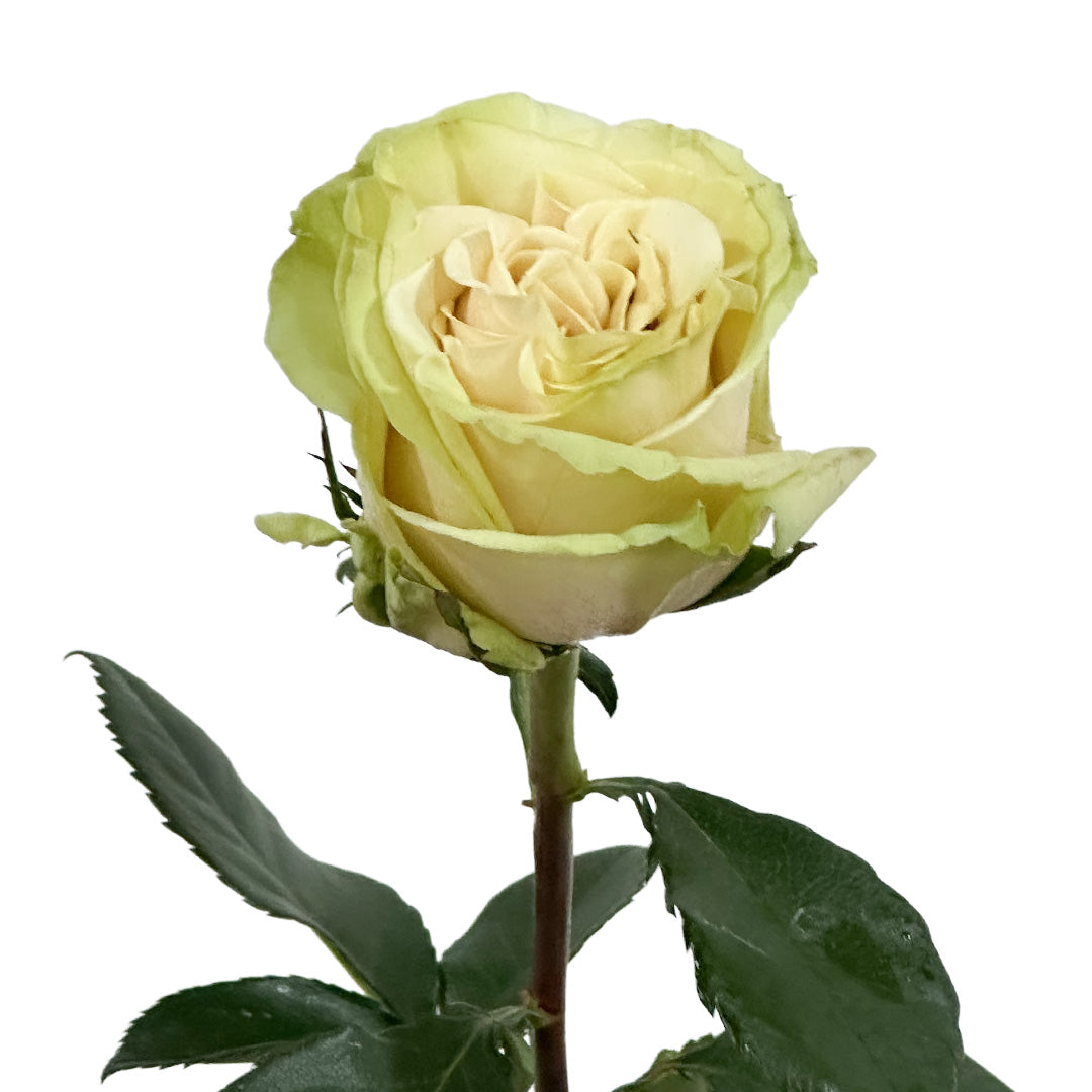 Cute Enigma Garden Rose | Sami Sacha Flowers