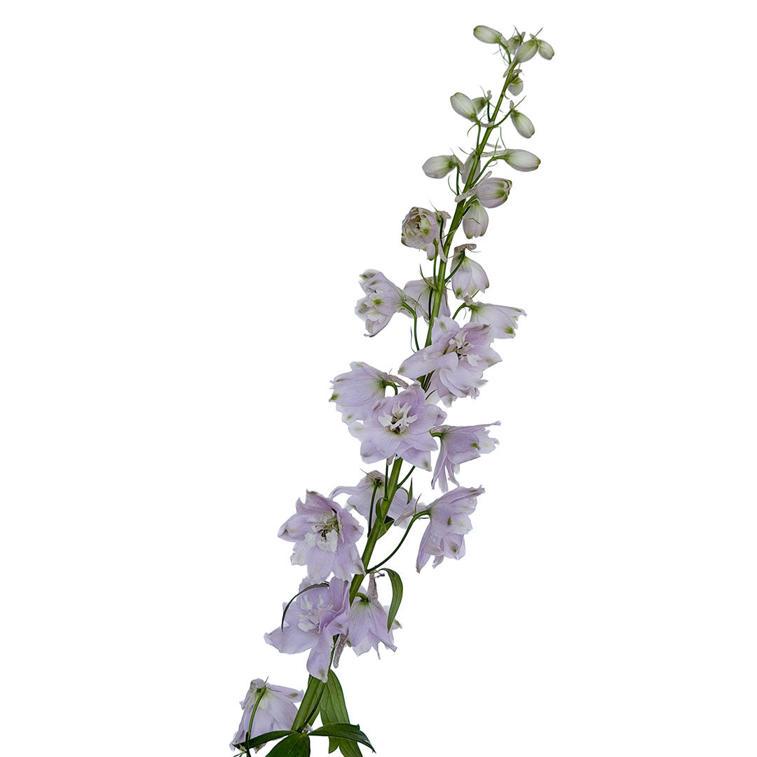 Delphinium Hybrid Pacific | Sami Sacha Flowers