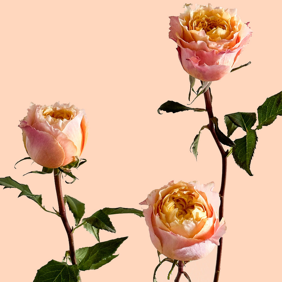Shine On Garden Rose | Sami Sacha Flowers