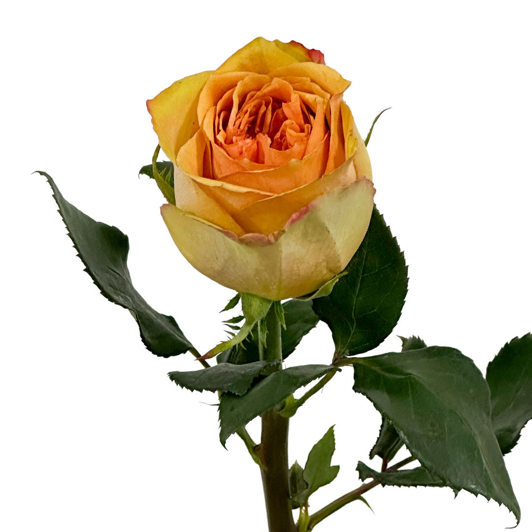 Tropic Versilia Garden Rose | Sami Sacha Flowers