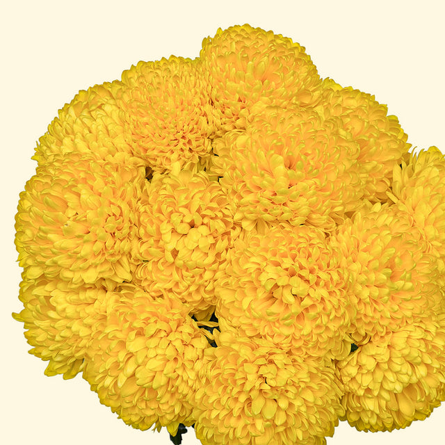 Cremon Gran Canaria | Sami Sacha Flowers