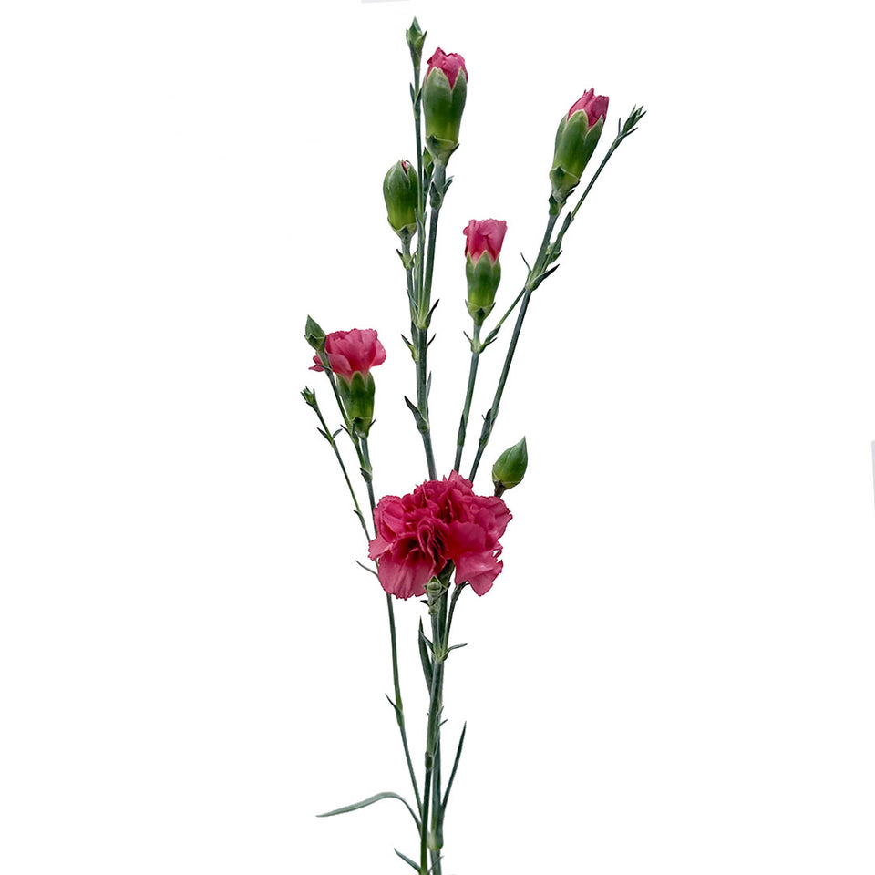 Mini Carnation Ethereum | Sami Sacha Flowers