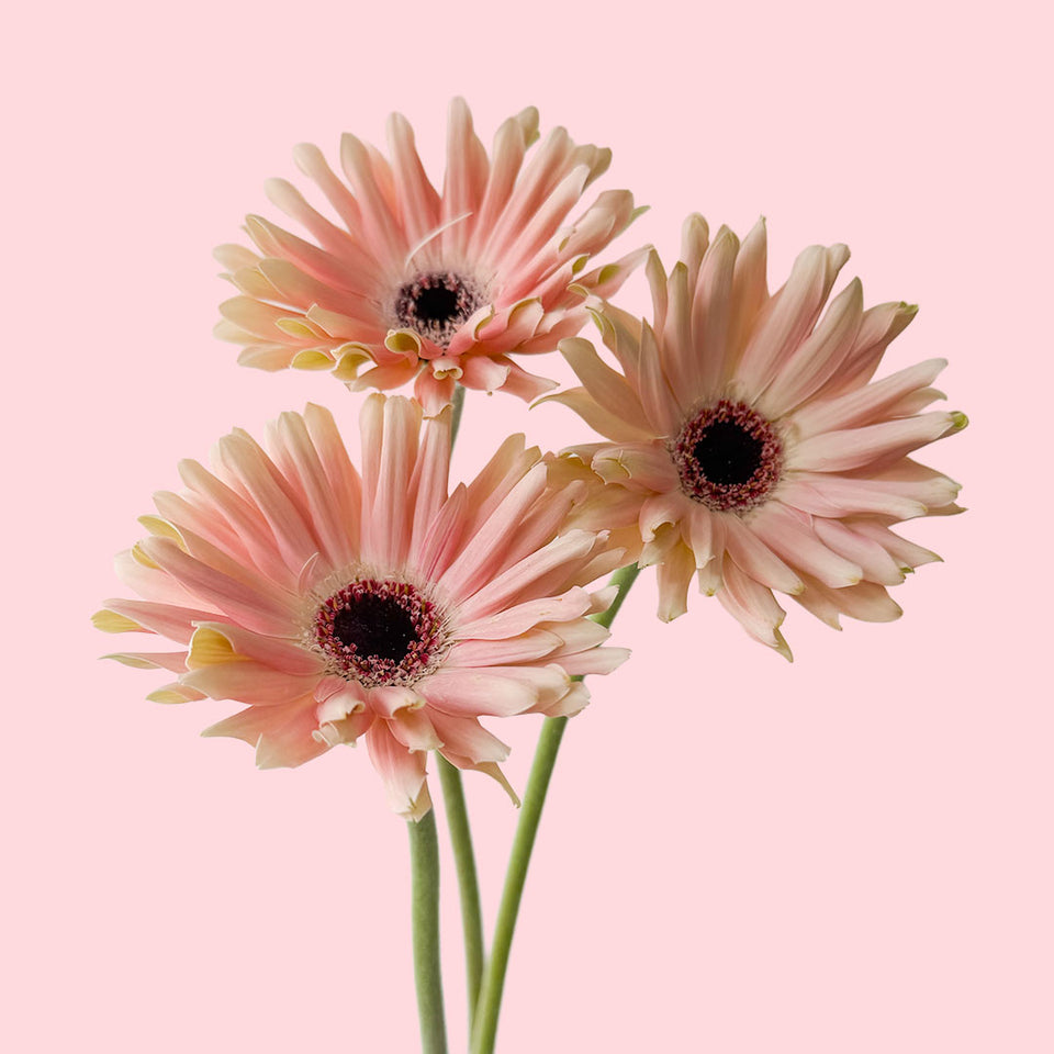 Mini Gerbera Pastini Pesaro | Sami Sacha Flowers