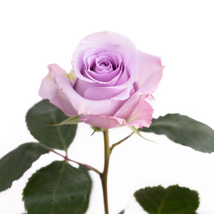 Ocean Song Rose | Sami Sacha Flowers