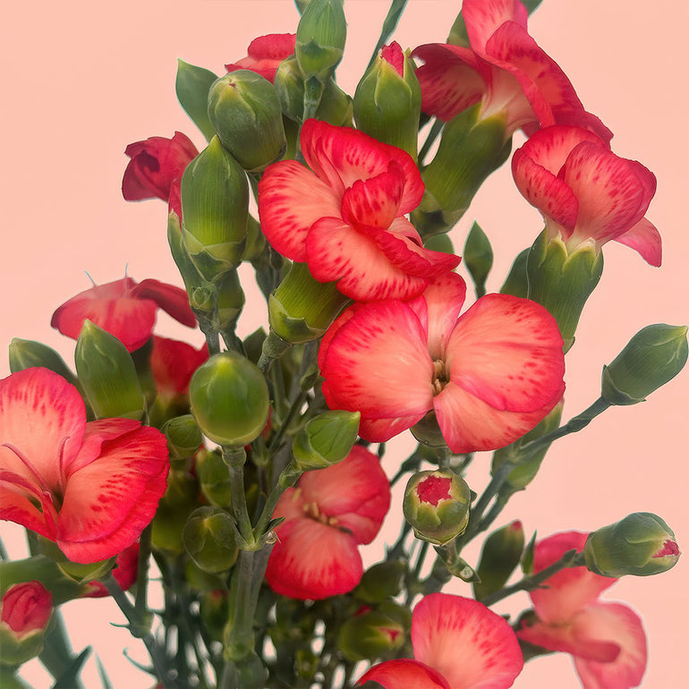 Solomio | Sami Sacha Flowers