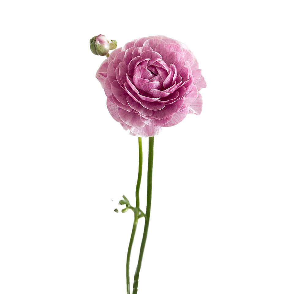 Cloni Purple Jean Ranunculus | Sami Sacha Flowers