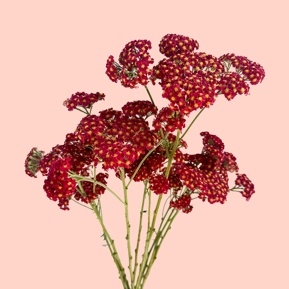 Yarrow Cottage Red Achillea | Sami Sacha Flowers