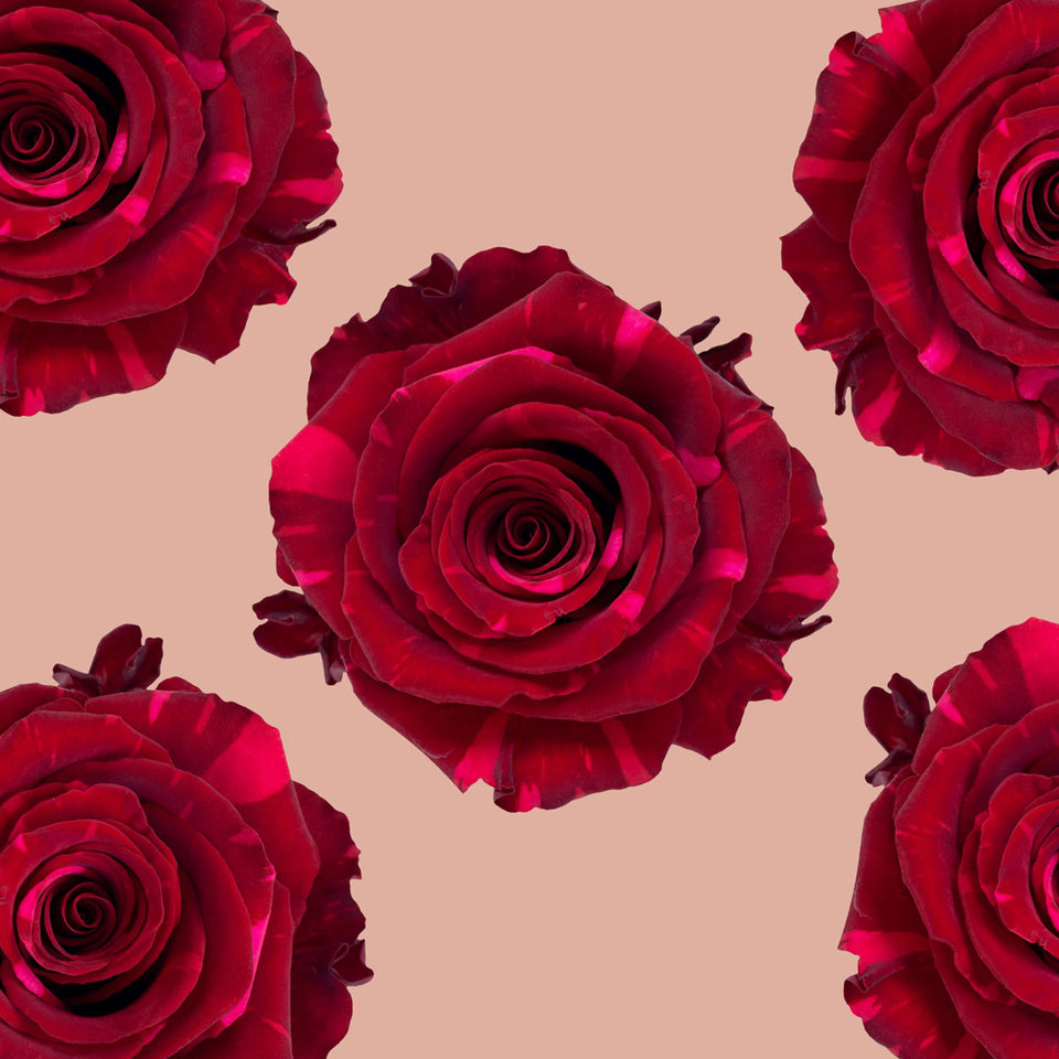 Red Panther Rose | Sami Sacha Flowers