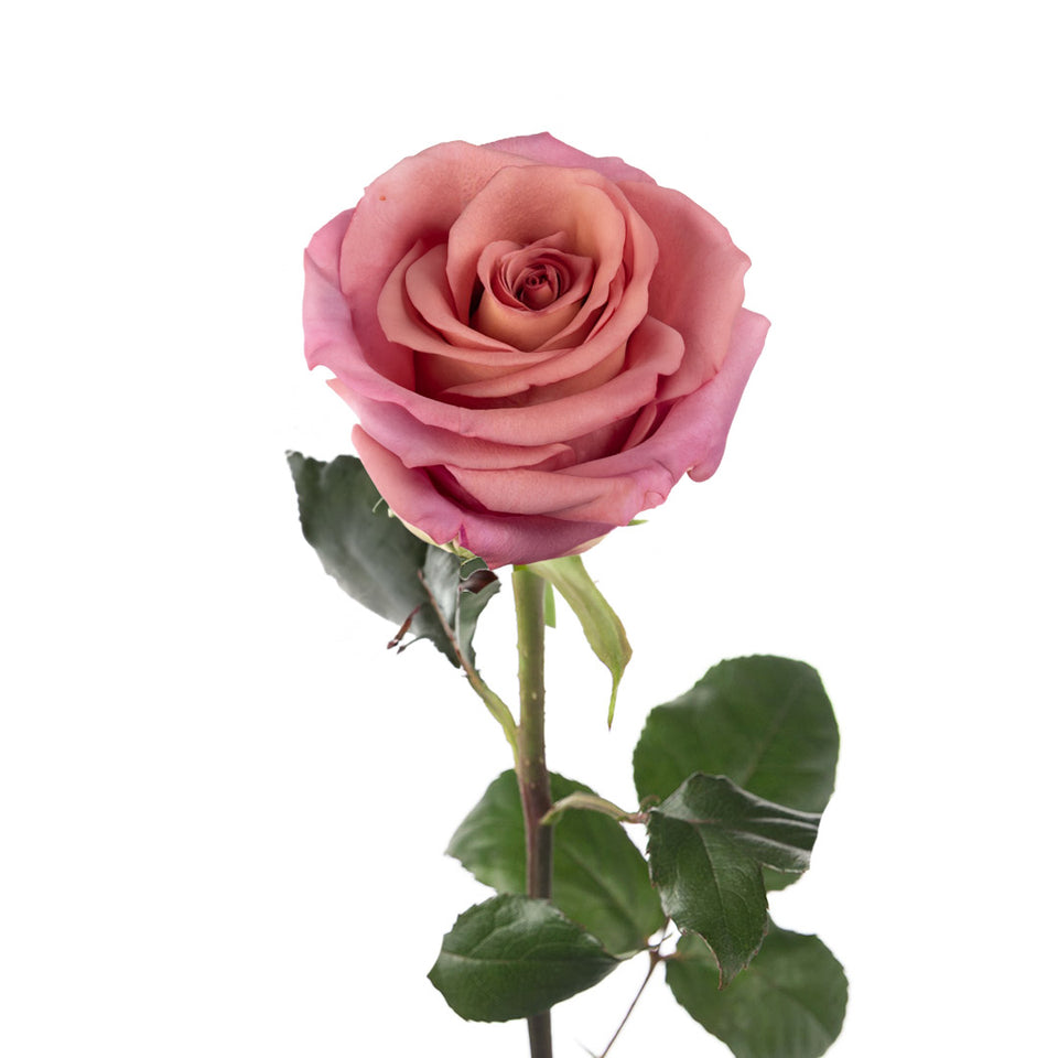 Barista Rose | Sami Sacha Flowers