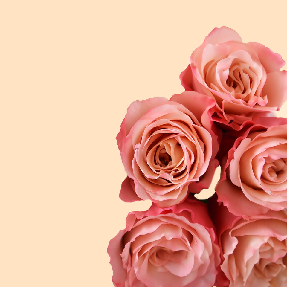 Baru Rose | Sami Sacha Flowers