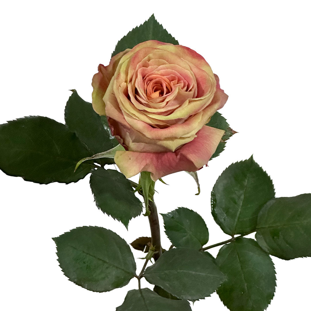 Funky Soul Garden Rose | Sami Sacha Flowers