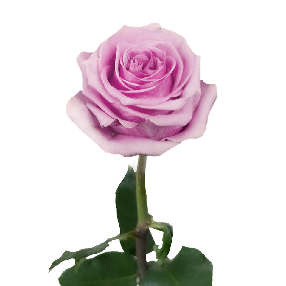 Scandal Rose | Sami Sacha Flowers