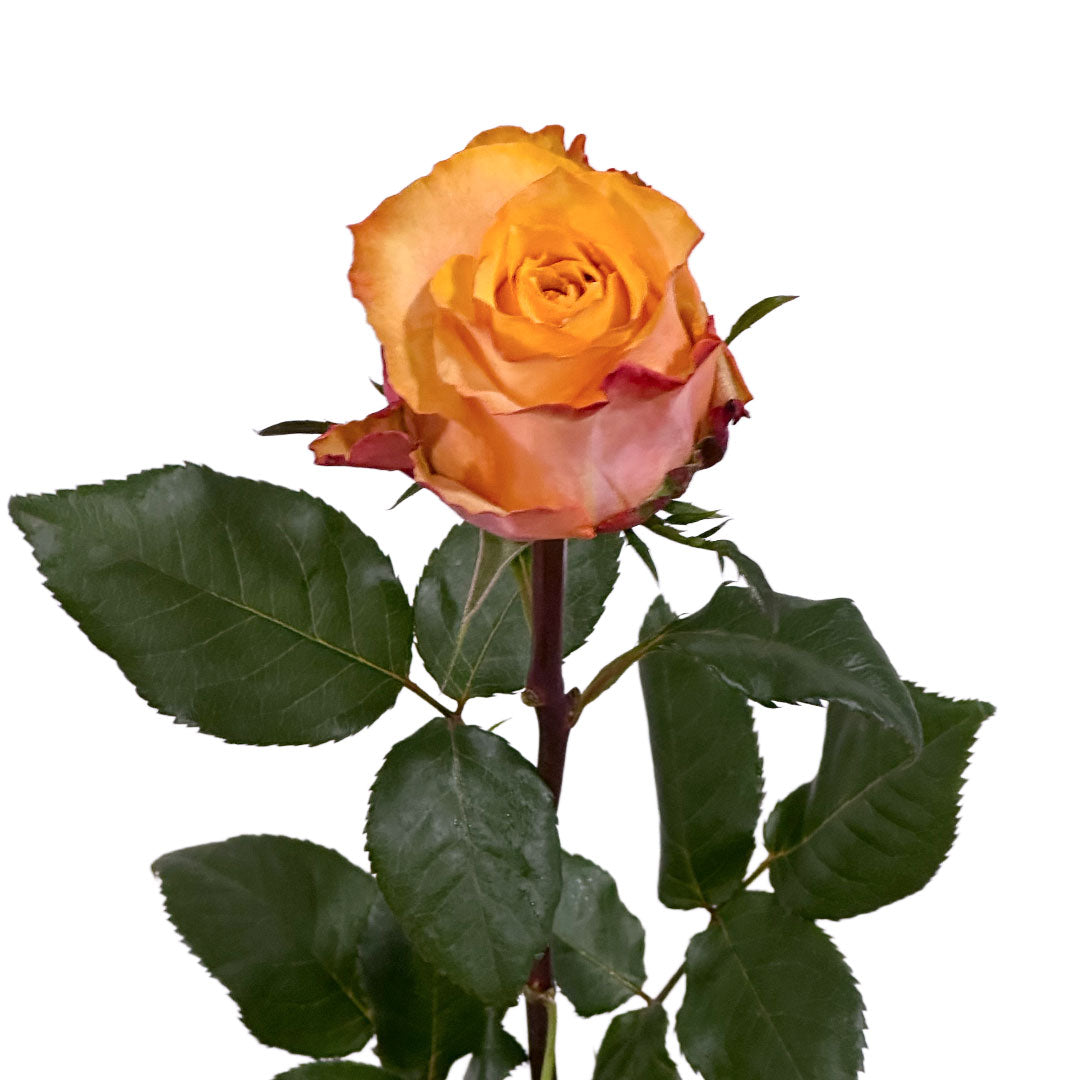 Twilight Garden Rose | Sami Sacha Flowers