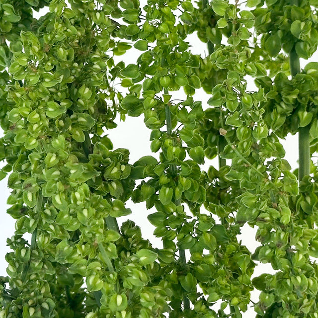 Rumex Unicorn | Sami Sacha Flowers