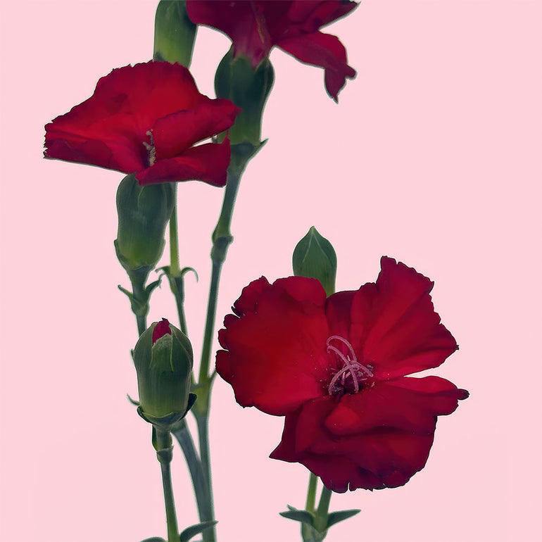Solomio | Sami Sacha Flowers