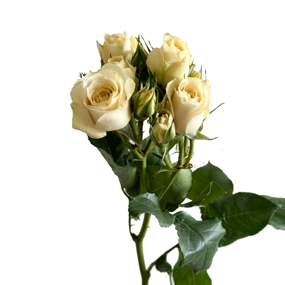 Bali Spray Rose | Sami Sacha Flowers