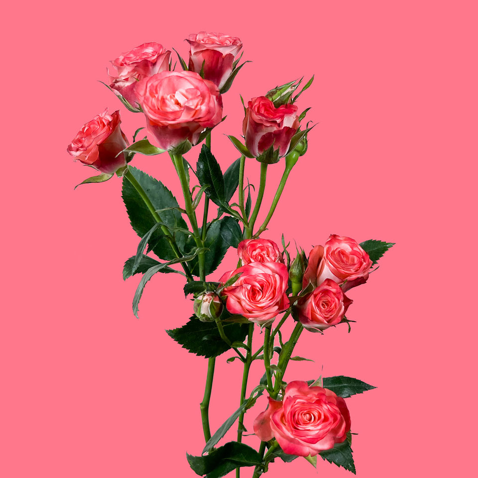 Fibonacci Spiral Spray Rose | Sami Sacha Flowers