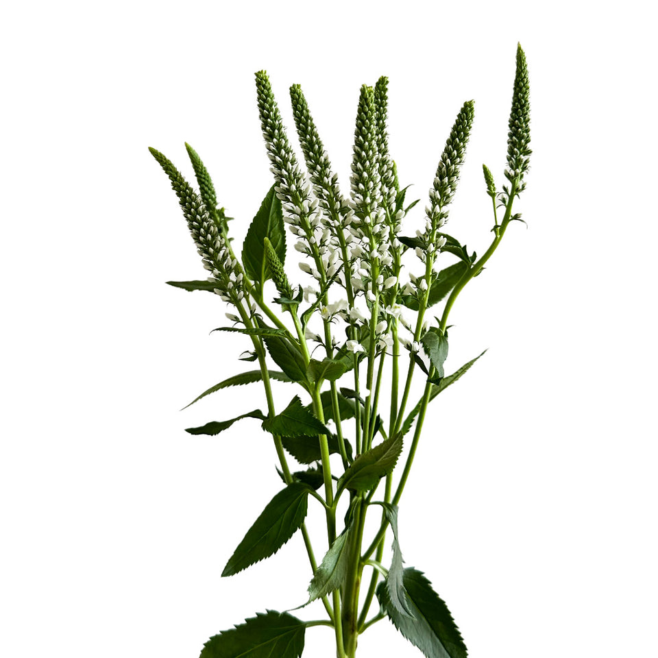 Spray Veronica White | Sami Sacha Flowers