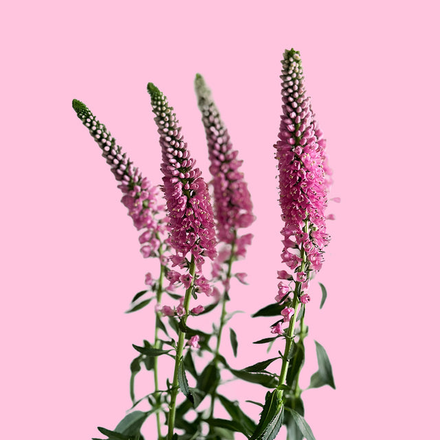 Spray Veronica Pink | Sami Sacha Flowers