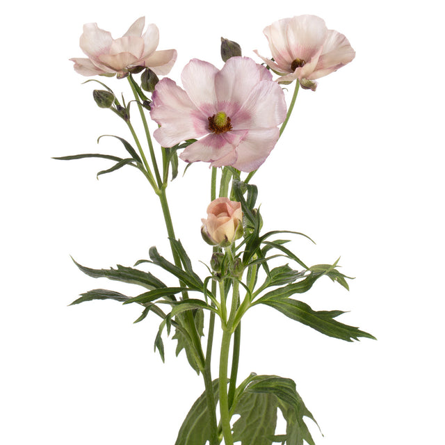 Ranunculus Butterfly Europa | Sami Sacha Flowers
