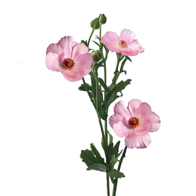 Ranunculus Butterfly Pink Lycia | Sami Sacha Flowers