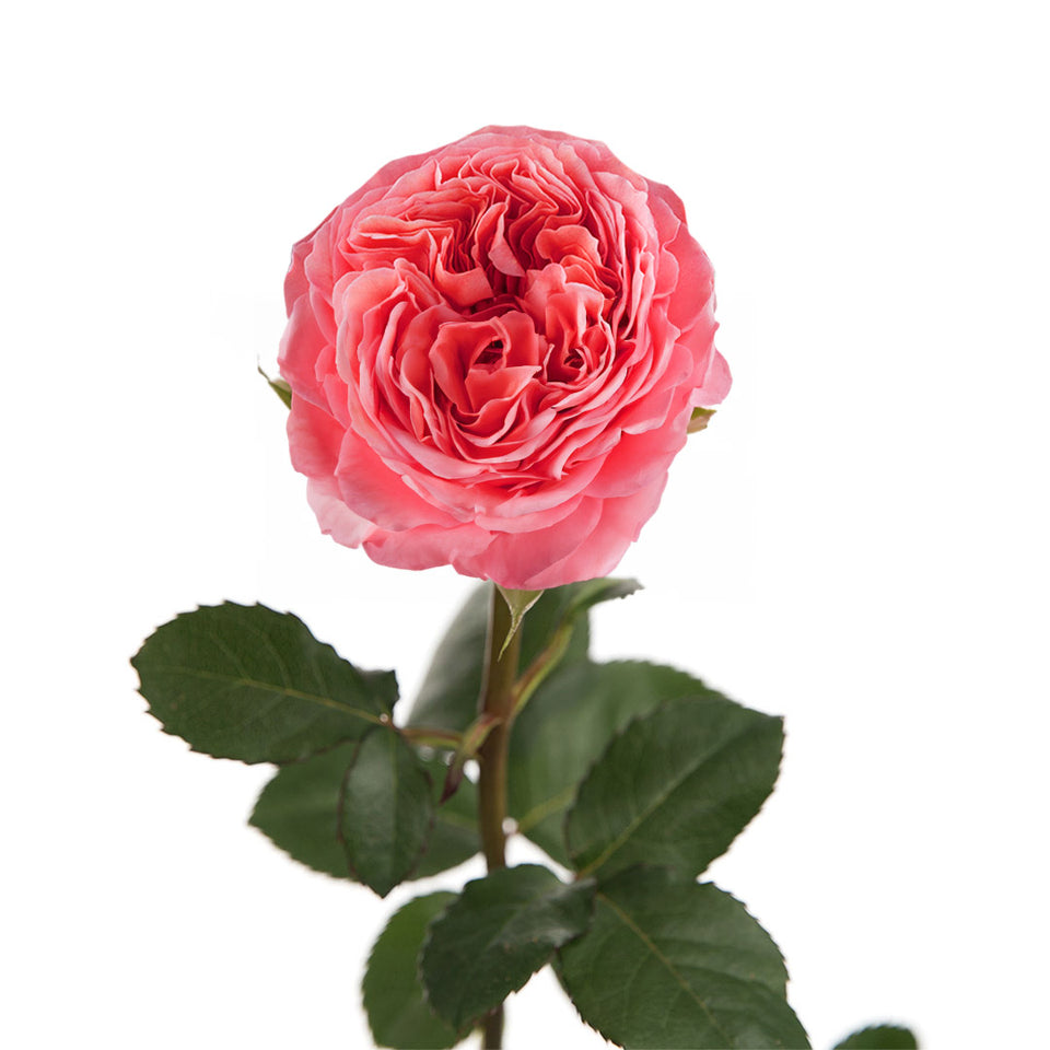 Candy Xpression Garden Rose | Sami Sacha Flowers