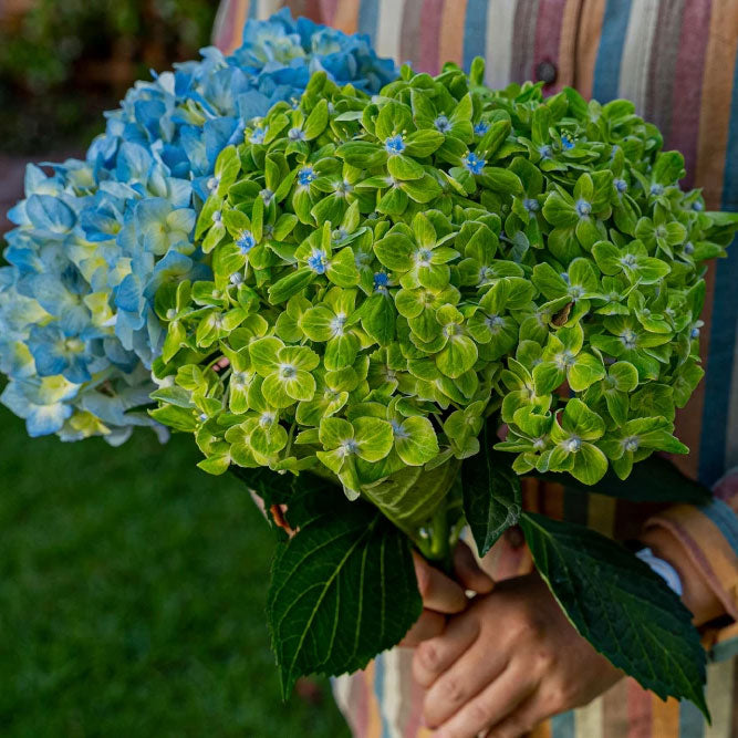 Linette Cremon | Sami Sacha Flowers