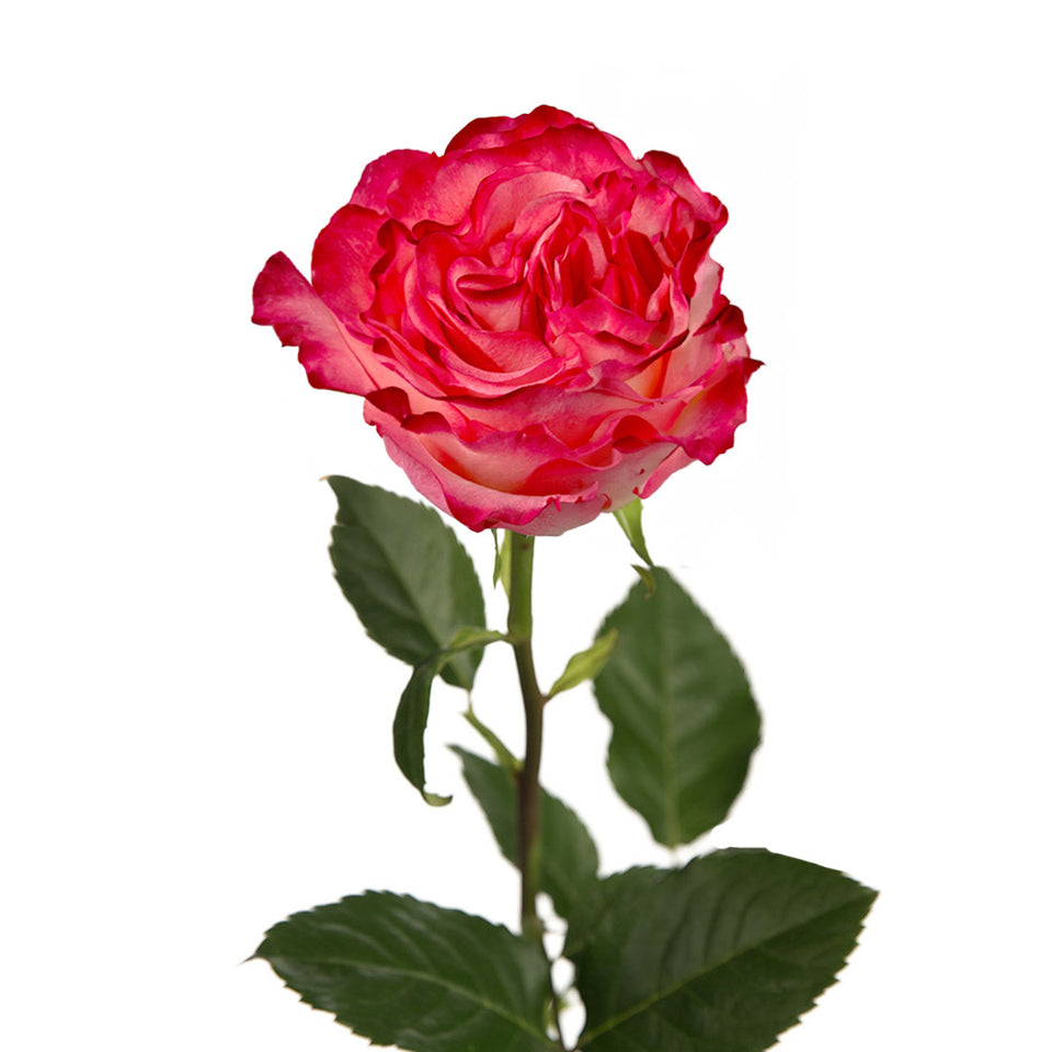 Enchantment Garden Rose | Sami Sacha Flowers