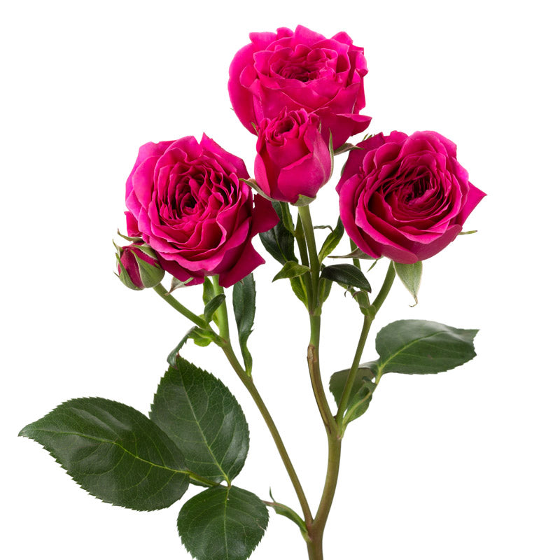 Hot Majolica Spray Rose | Sami Sacha Flowers
