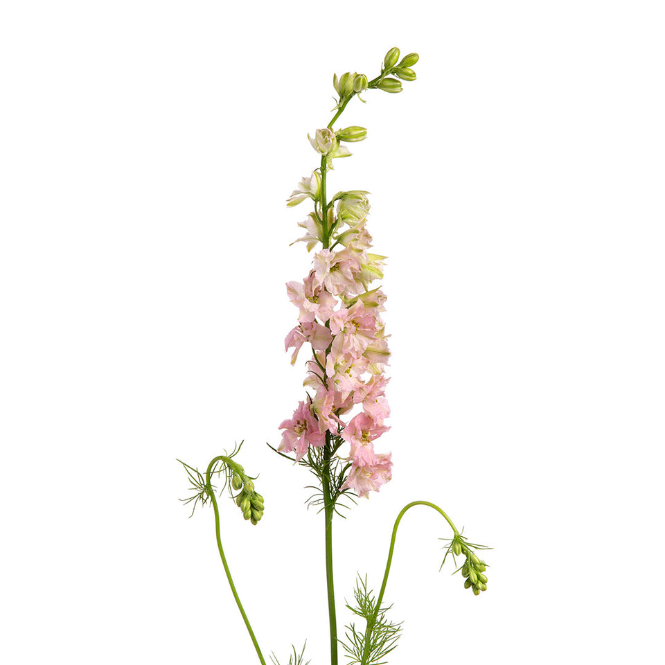 Larkspur Pink | Sami Sacha Flowers