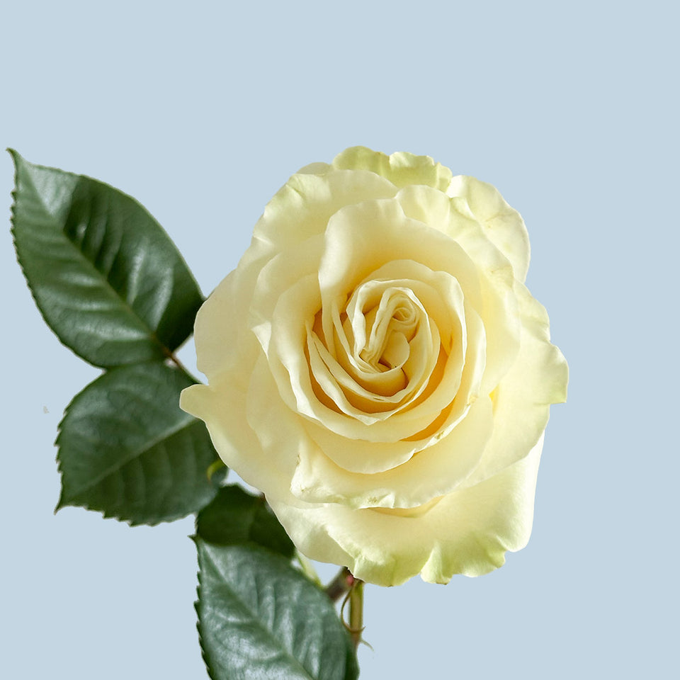 Mondial Rose | Sami Sacha Flowers