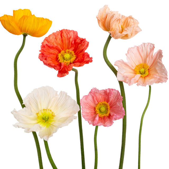 Poppies | Sami Sacha Flowers