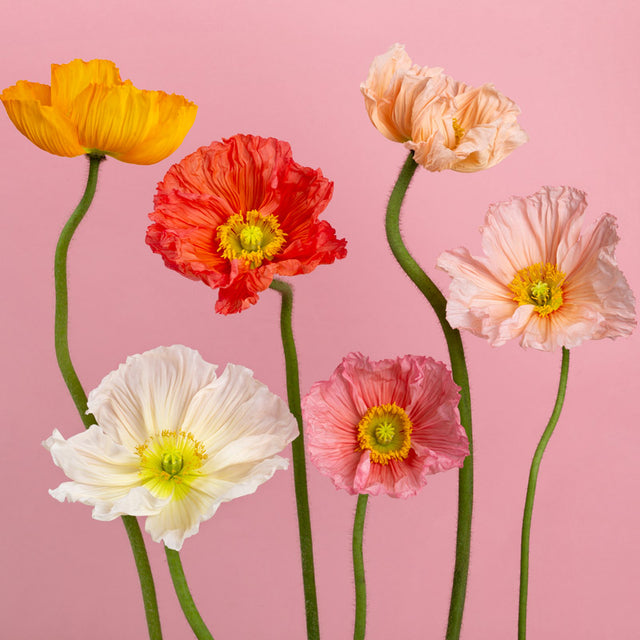 Poppies | Sami Sacha Flowers