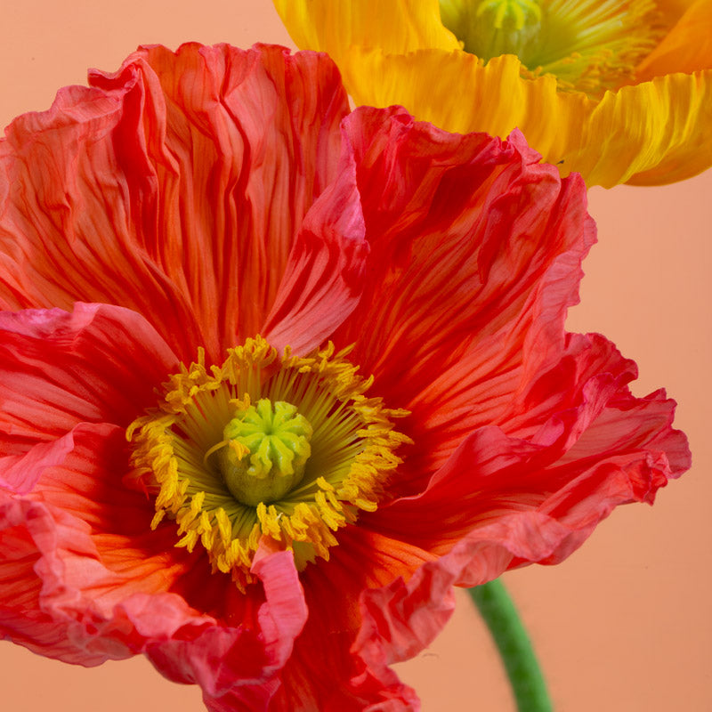 Poppies | Sami Sacha Flowers