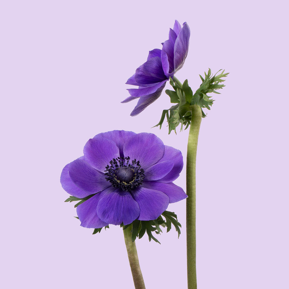 Blue Anemones | Sami Sacha Flowers