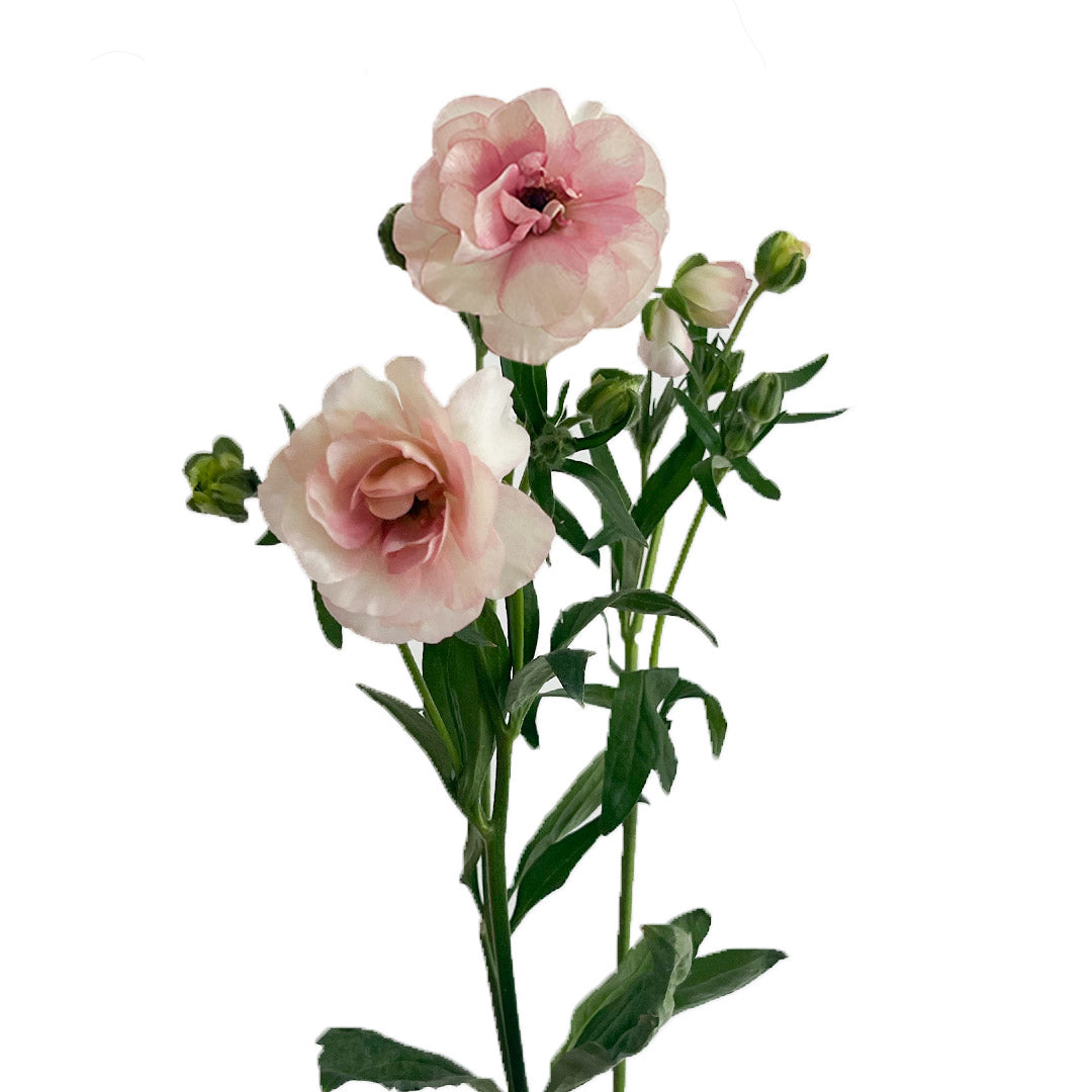 Ranunculus Butterfly Pink Ariadne | Sami Sacha Flowers