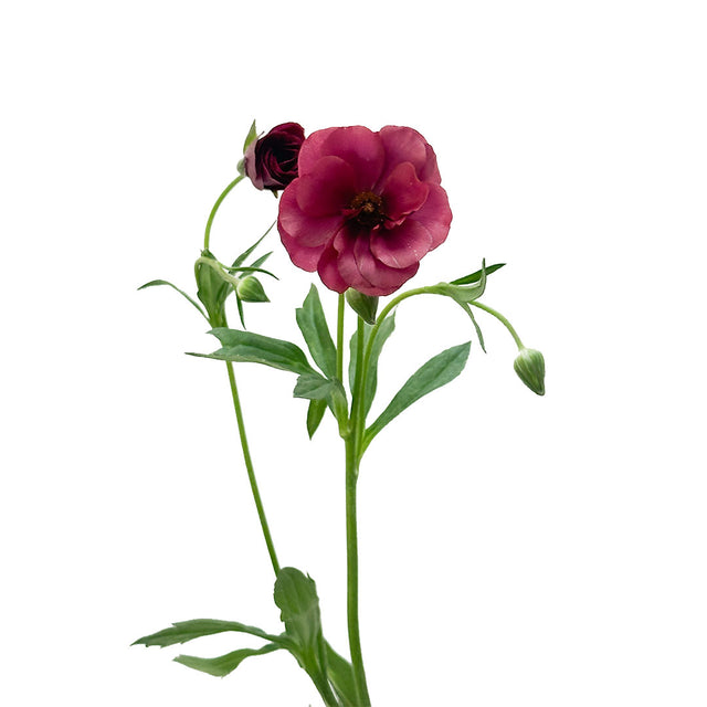 Ranunculus Butterfly Raspberry | Sami Sacha Flowers