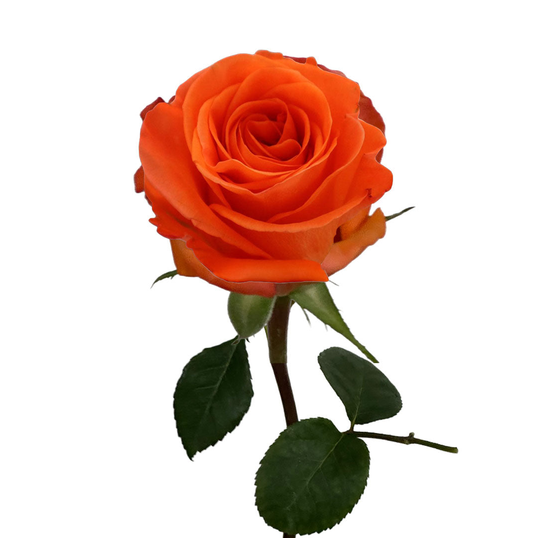 Carnelian Rose | Sami Sacha Flowers